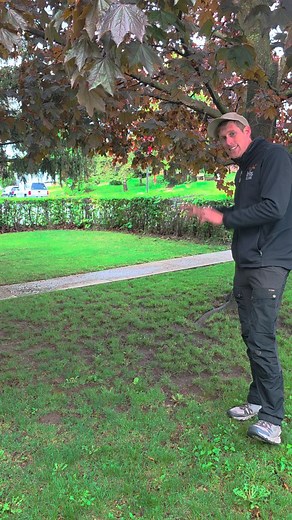 Still trying to grow grass under a Norway maple or Crimson King maple? Give this a watch. One other point about these trees is that in part because of their superficial roots, they are prolific at sucking up moisture, this is the other reason why grass may have a hard time. | DeVos Tree Care
