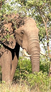 Madbookings - Travel Experts in Africa & Asia on Reels