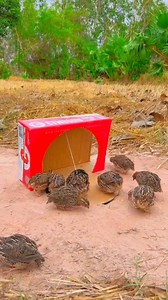 Easy Unique amazing creative idea - quail birds Catching . #quailbirds #creativeIdea #Nanami #nationaldogshow #MacysParade #mahito #napoleon #thanskgiving #Wish #blackoutwednesday #viralparrot #Bangladesh #parrotviralpost #viralvideo #reels #fbreels #foryou #Love #reelsvideo #fyp #parrot #kiwi #bluebird #cute #talkingparrot #indianringneck #irn | Wild BIRDS | Facebook