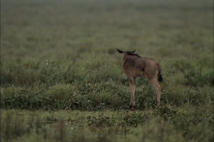 116K views · 4.4K reactions | Wildebeast Born To Run Part - 3 | Wildlife Documentary in Hindi | #wildlife #animal #documentary #lion | Survive HD Wild Life | Facebook