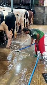 #sapilimosin #sapilimosinsuper #sapisimental #sapibrahman #goatmilk #domba #dombaqurban #dombaaqiqah #dombagarut #dombaadu #dombakuring @pengikut Biggest Bulls Photography Of The World | Biggest Bulls Photography Of The World