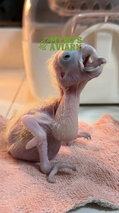 Umbrella Cockatoo | Myko's Aviary