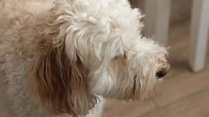Closeup Hands Trimming Fluffy Labradoodle Fur Stock Footage Video (100% Royalty-free) 3926809939 | Shutterstock