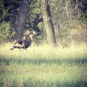 61 reactions | We set up our hasty blind and the wind was kicking our...