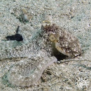 173K views · 244 reactions | We are lucky to see so many octopus! Enjoy this long arm one moving through the sand. #siladenresort #wonderfulindonesia #bunakennationalpark #paradiseisland #northsulawesi #octopus | Siladen Resort & Spa | Facebook