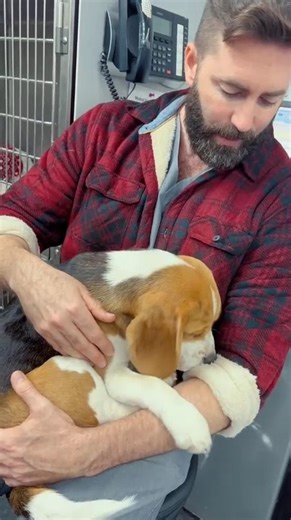 This patient is going in for a neuter procedure. #drtom #veterinarian #fyp #foryou #viral #veterinariansoftiktok #vetlife #Love #vibes #compassion #preop #puppy #puppiesoftiktok | Dr.Tom