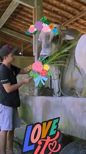 86K views · 1.8K reactions | #sapilimosin #sapilimosinsuper #sapisimental #sapibrahman #goatmilk #domba #dombaqurban #dombaaqiqah #dombagarut #dombaadu #dombakuring Biggest Bulls Photography Of The World | Biggest Bulls Photography Of The World | Facebook