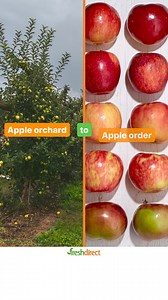 Apple picking takes skill. Getting $50 off your FreshDirect order iseasy. | FreshDirect