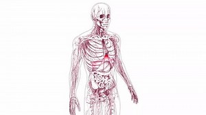 Human Diaphragm Muscle Anatomy Medical 3d Stock Footage Video (100% Royalty-free) 3643399625 | Shutterstock