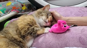 72K views · 10K reactions | Emma is a senior blind kitty who recently...