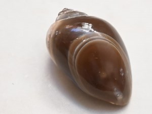 Natural Rare Fossil Snail Agate Fancy Loose Gemstone | Fossil Gemstone - Etsy
