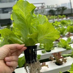 [Hot Item] High Quality White PVC Nft Channel Tube Grow Pipe 10X5cm Agriculture System