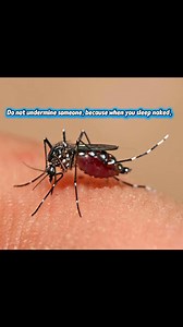 Nuer Global Network A child can only play with his mother’s breast, not his father’s testicles." Meaning: Children rely on mothers for nurturing; fathers cannot fulfill this role biologically. "A woman whose husband has died sleeps only where her husband slept." Meaning: Grief and loyalty keep one emotionally attached to the deceased. "If you are bitten by one bee, do not burn down the whole hive." Meaning: Don’t overreact to a single misfortune. "If you don’t know where you are going, you will