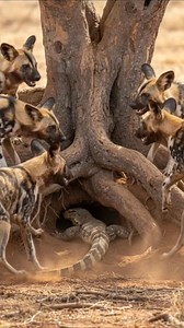 14 reactions | Monitor lizard hunting #viral #wildlife | Beautiful Nature | Facebook