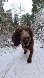 Smack My Zoomies Up, Freezing Paws Edition @insta360 @insta360snow #cockerspaniel #zoomies #insta360awards #insta360snowchallenge #insta360 | Lotties Win