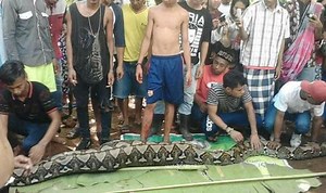 Horrific moment woman is cut from 27ft python's stomach